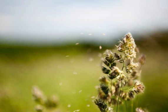 Why Does Grass Make Us Itch? - Take a Yard