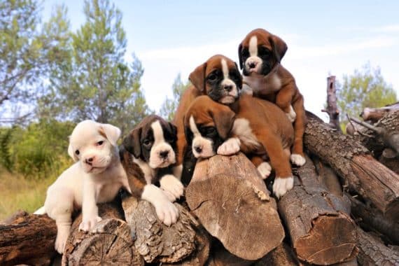 Are Backyard Breeders Bad? - Take a Yard