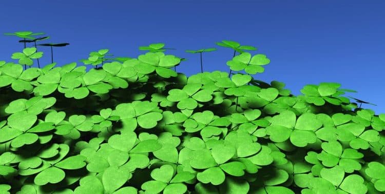 Do Four Leaf Clovers Actually Exist Take A Yard