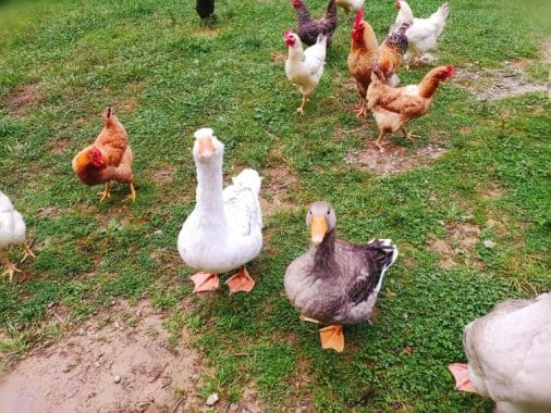 Do Geese Make Good Guards? - Take a Yard